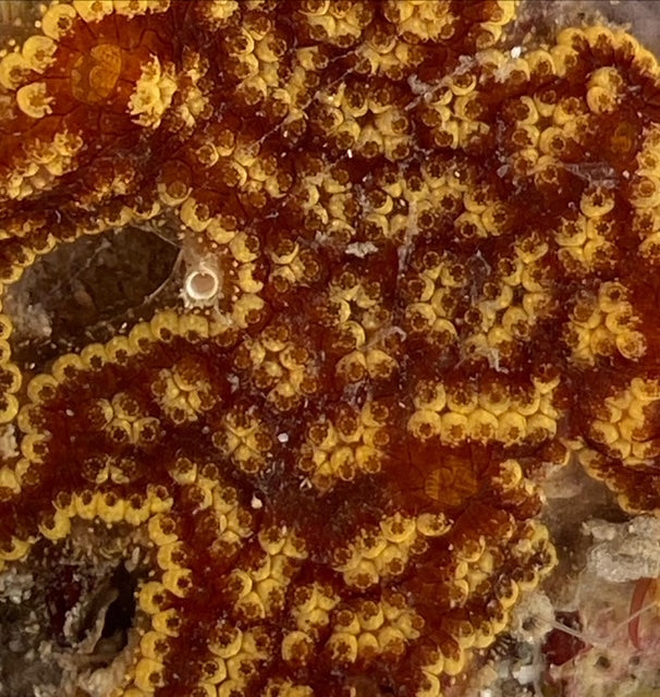 Tunicate Colony - Botrylloides sp – Tampa Bay Saltwater