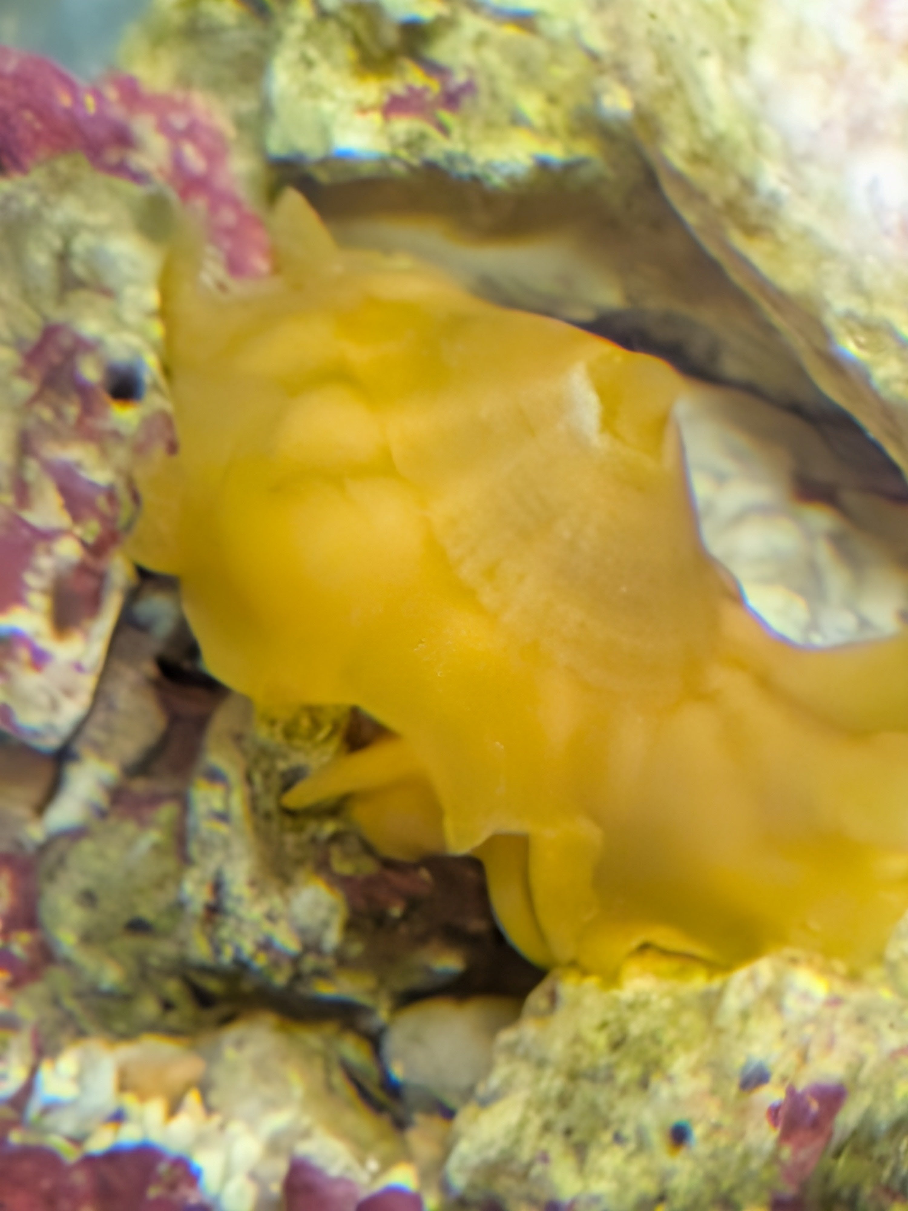 Fleshy Limpet - Fissurellidae Lucapina – Tampa Bay Saltwater