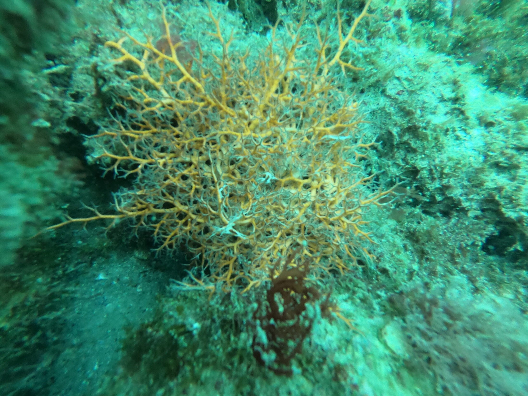 Basket Starfish - Astrophyton muriatum – Tampa Bay Saltwater