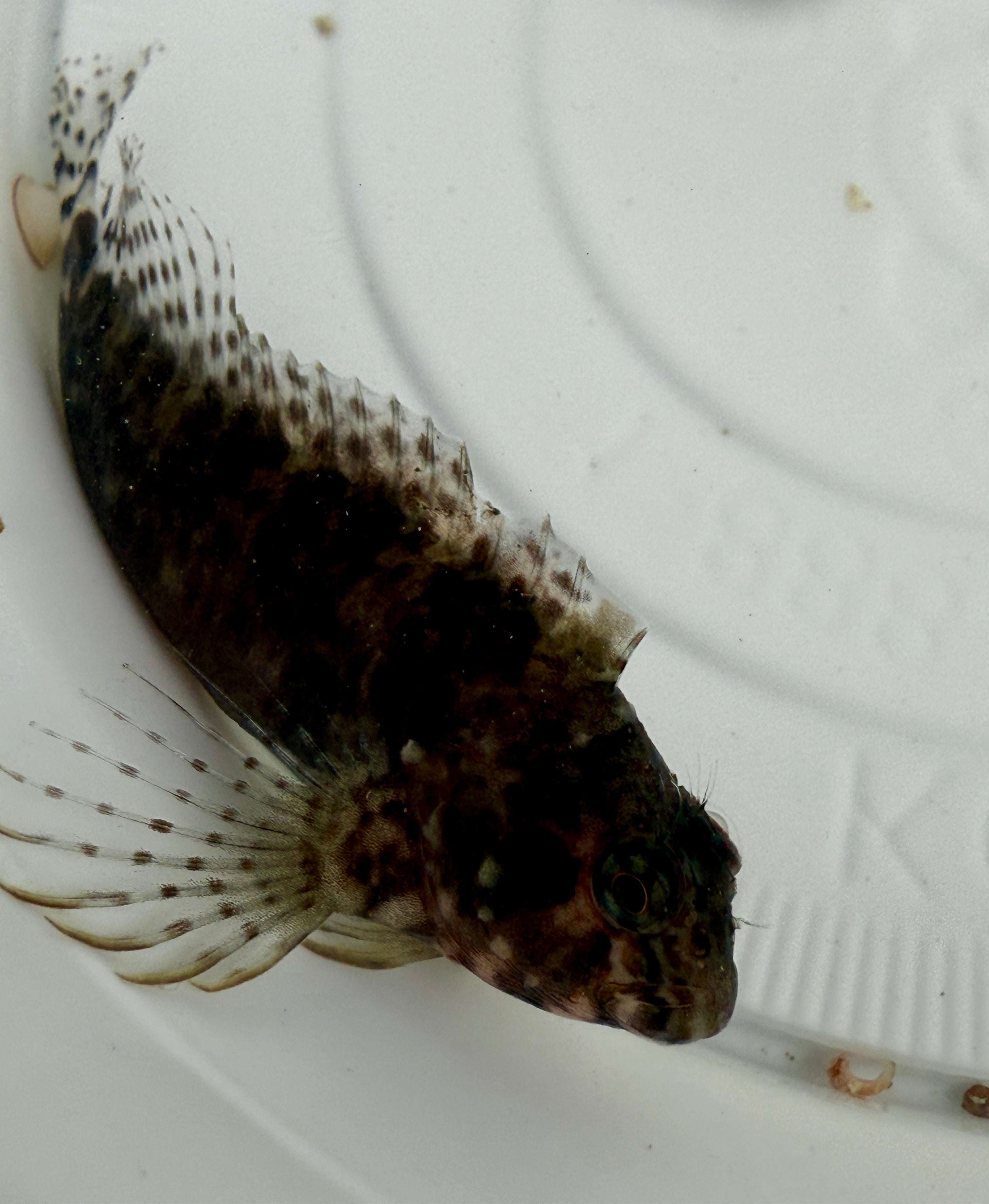 Rock Blenny - Chasmodes saburrae and other species – Tampa Bay Saltwater