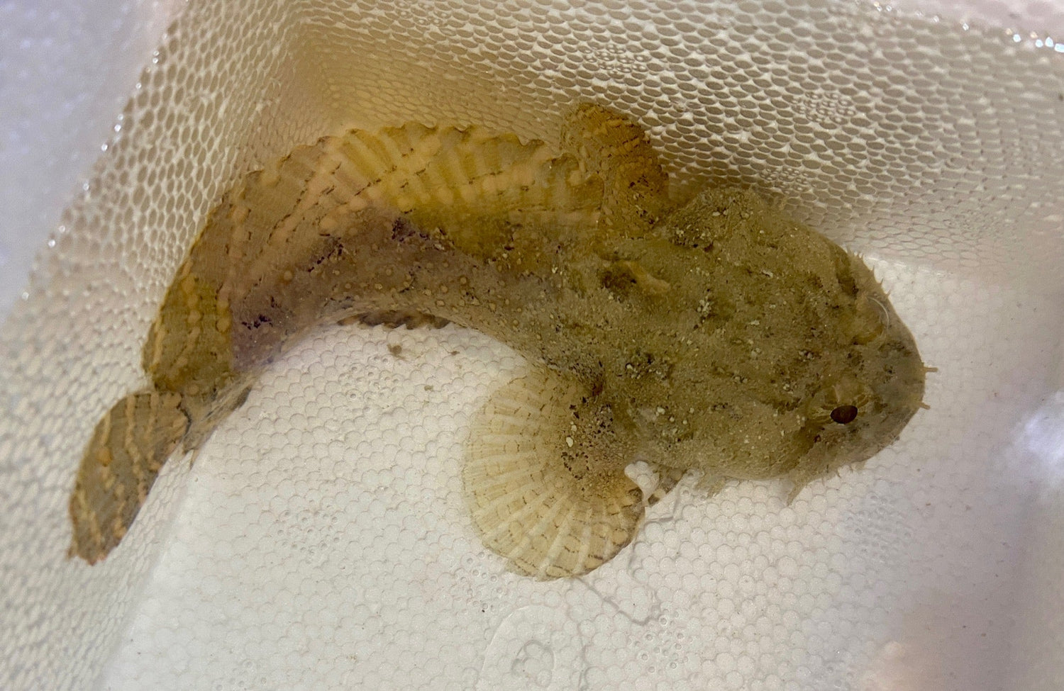 Toad Fish - Opsanus beta – Tampa Bay Saltwater