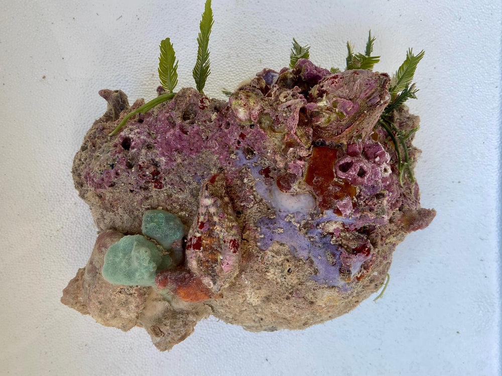 Dwarf Octopus - Mercatoris – Tampa Bay Saltwater