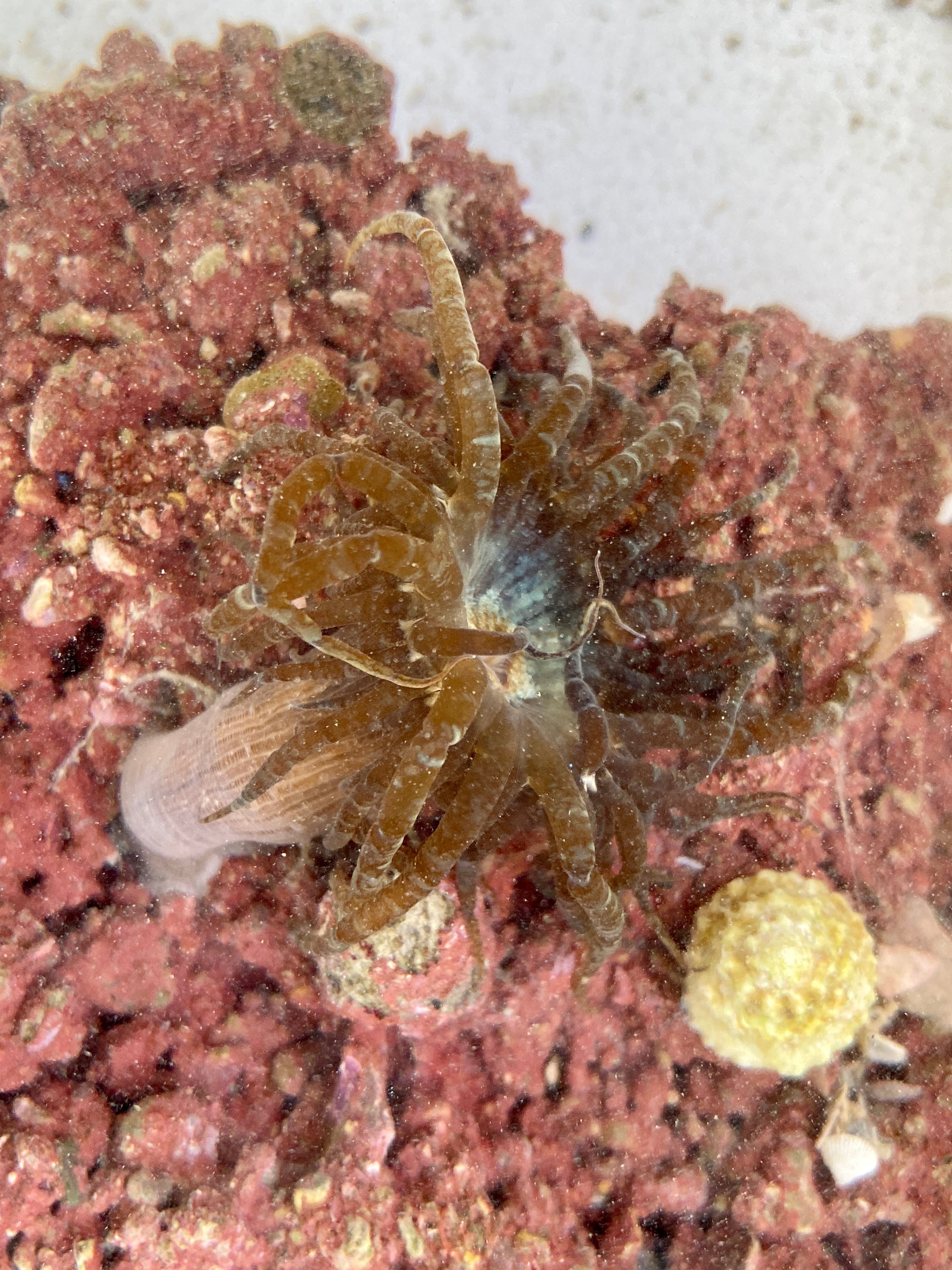 Sponge Anemone - undescribed species – Tampa Bay Saltwater