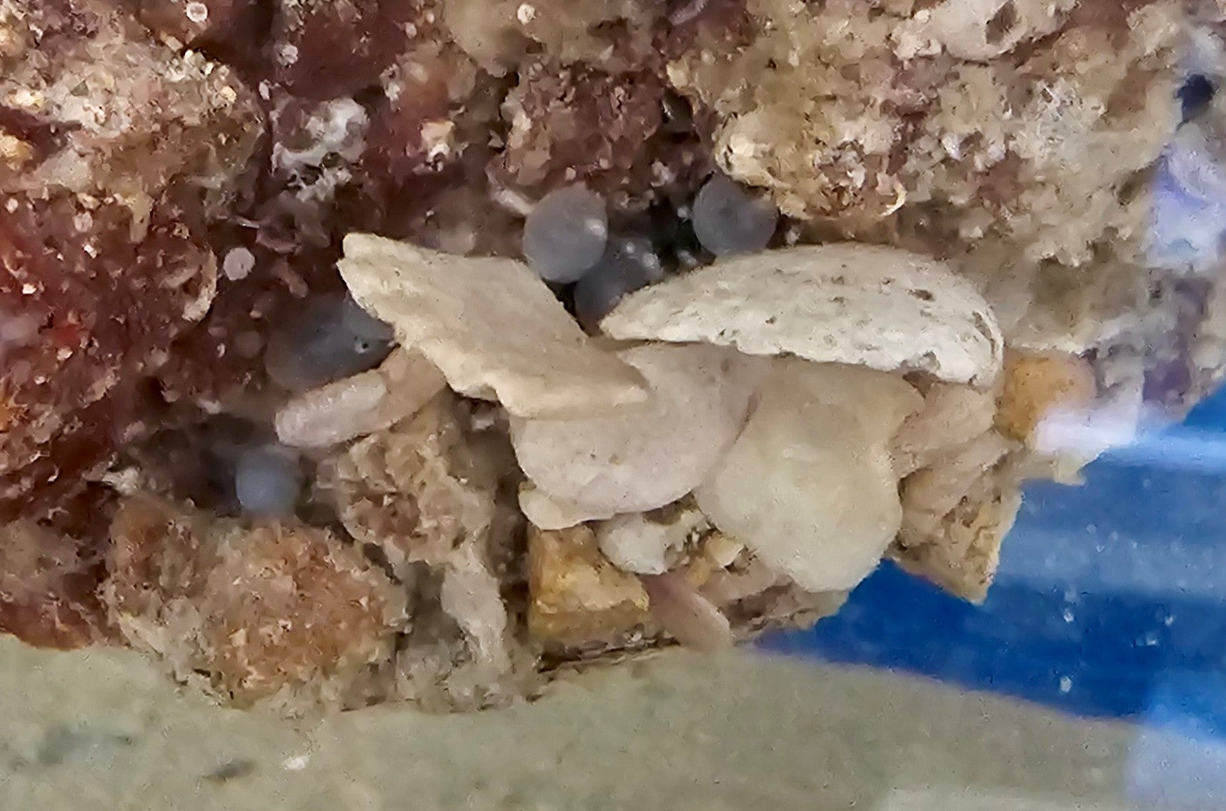 Reef Not Safe – Tampa Bay Saltwater