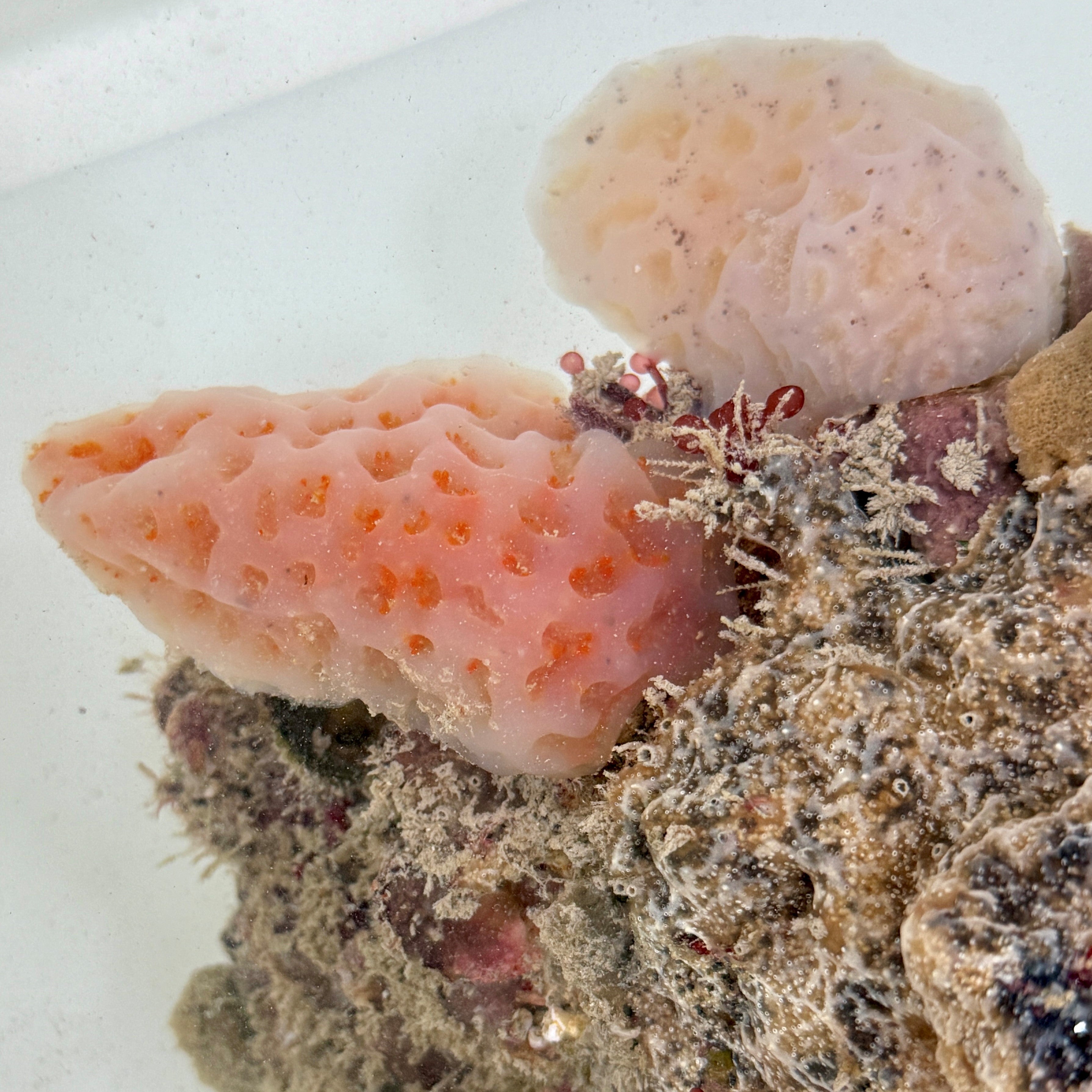 Orange Condominium Tunicate - Aplidium sp – Tampa Bay Saltwater