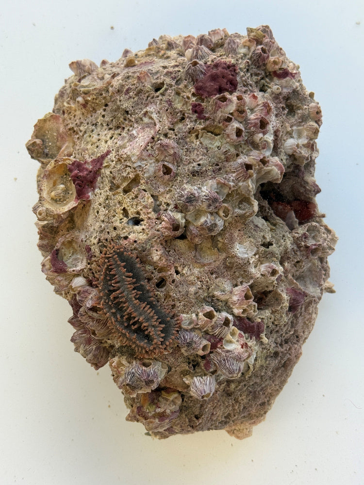 Purple Barnacle - Balanus amphitrite nivens – Tampa Bay Saltwater