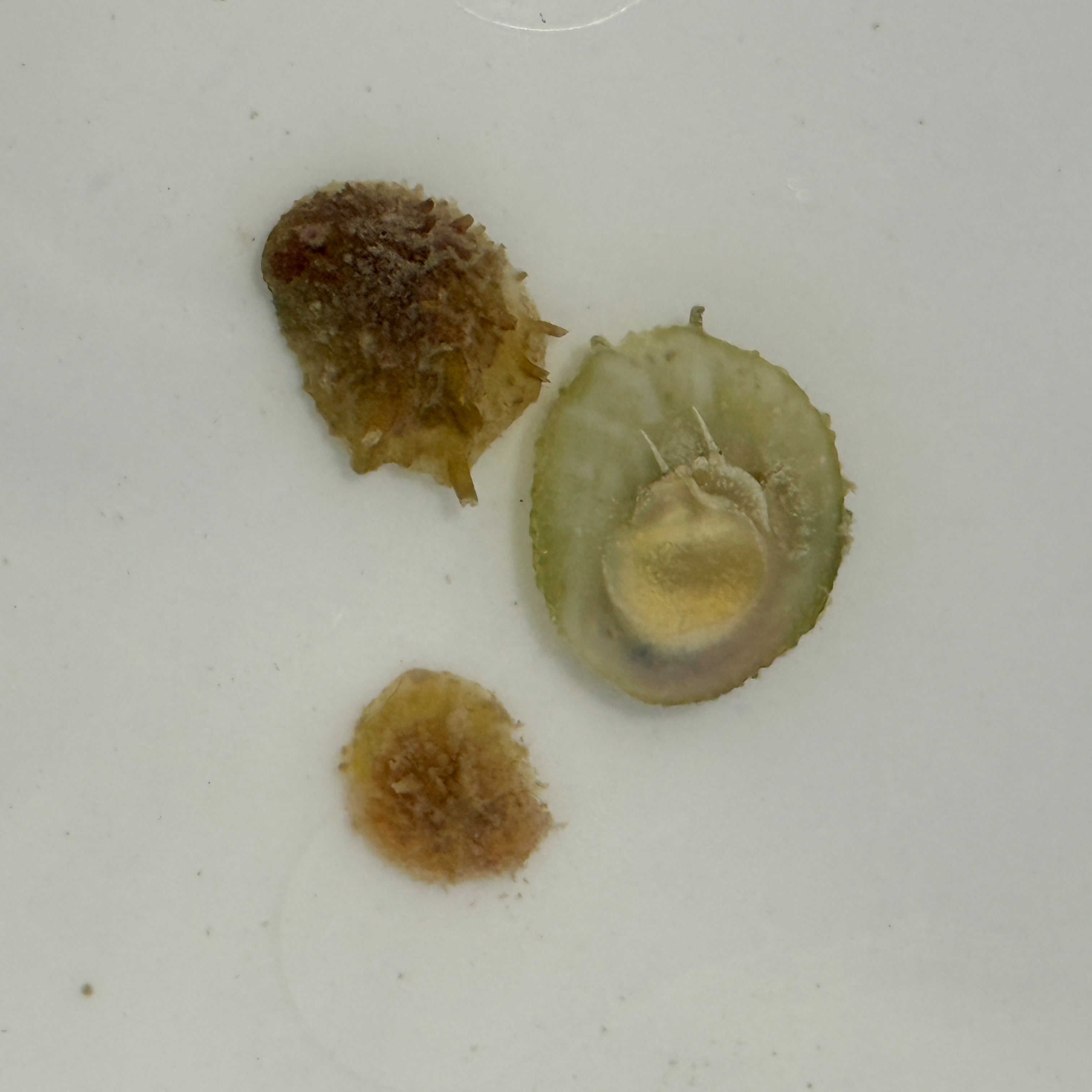 Spiny Slipper Snail - Bostrycapulus aculeatus – Tampa Bay Saltwater
