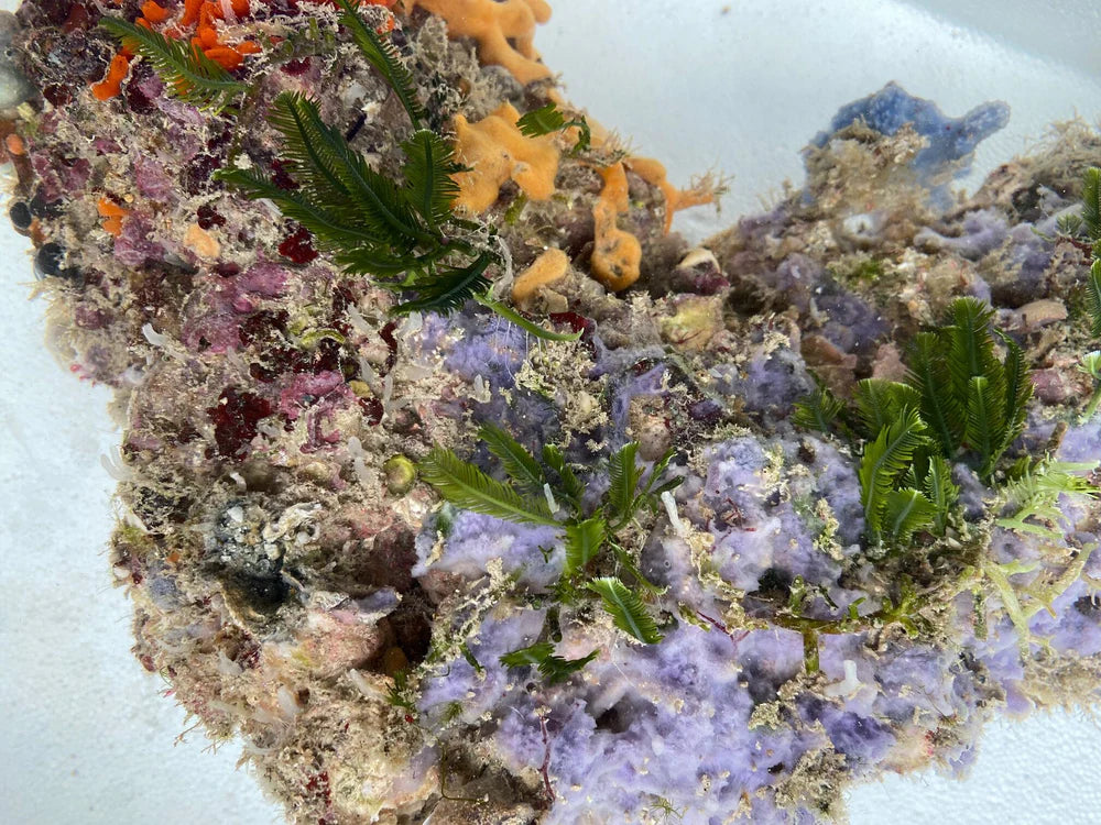 Premium Live Rock – Tampa Bay Saltwater