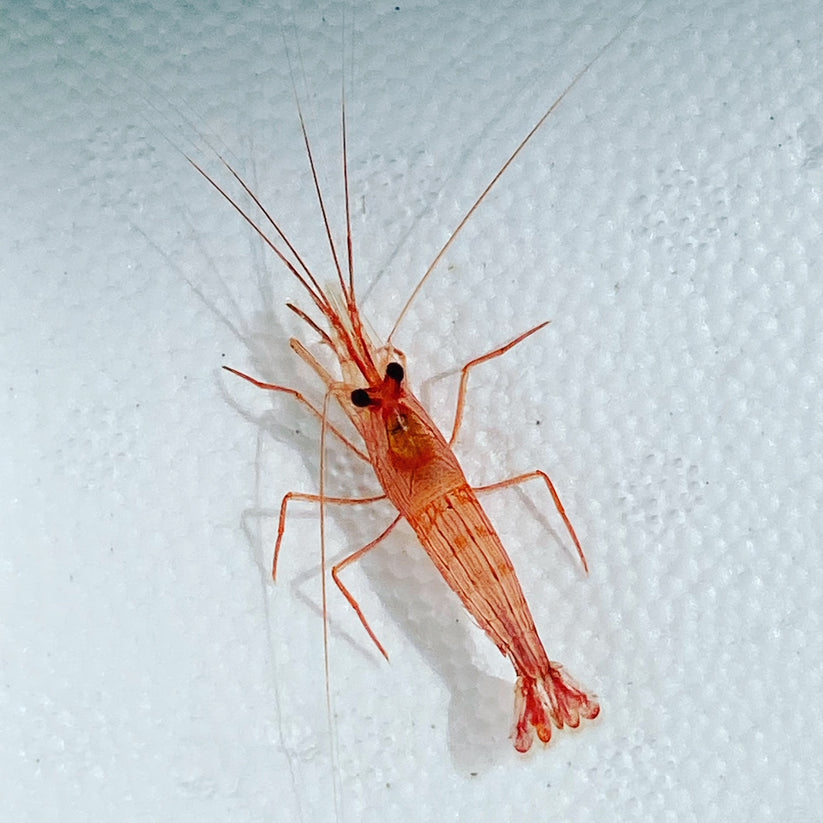 Florida Peppermint Shrimp – Tampa Bay Saltwater
