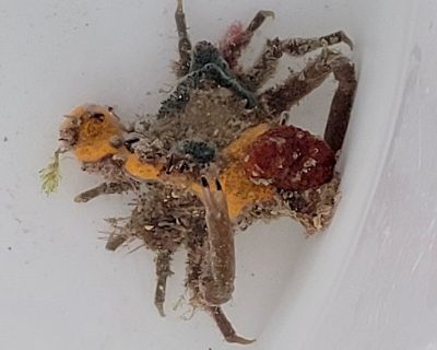 Florida Striped Pistol Shrimp - TBS farm – Tampa Bay Saltwater