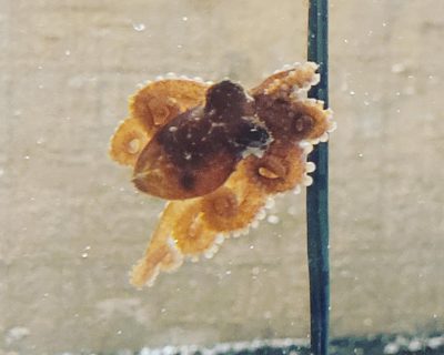 Jar Package – Tampa Bay Saltwater