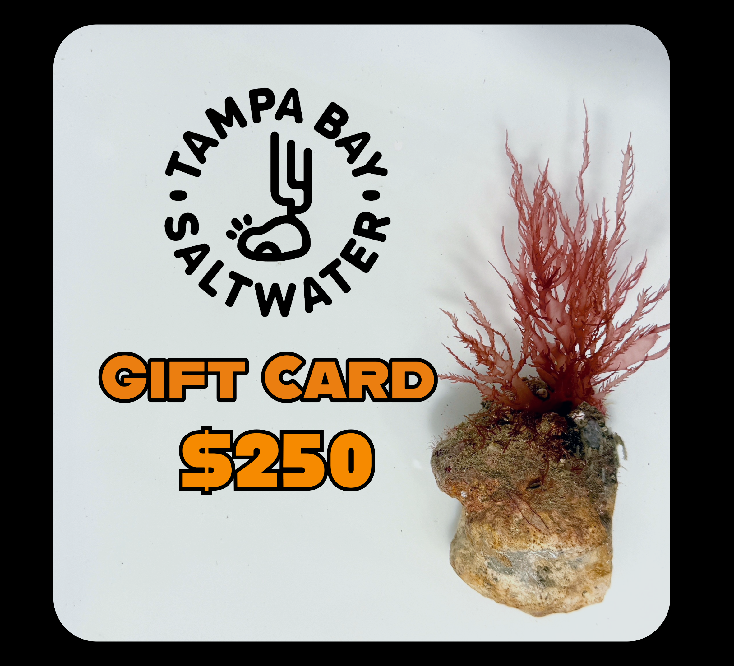 TBS Gift Card – Tampa Bay Saltwater