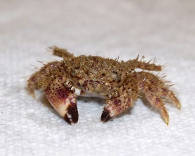 TBS Package Lite - Air Cargo – Tampa Bay Saltwater