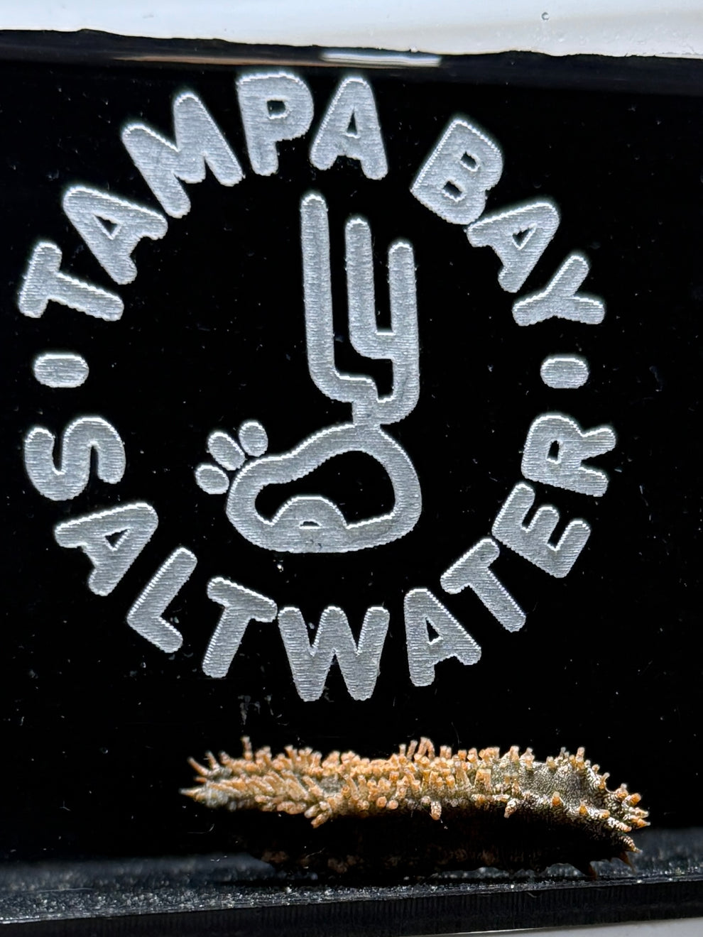 Florida Red Footed Cucumber - TBS farm – Tampa Bay Saltwater