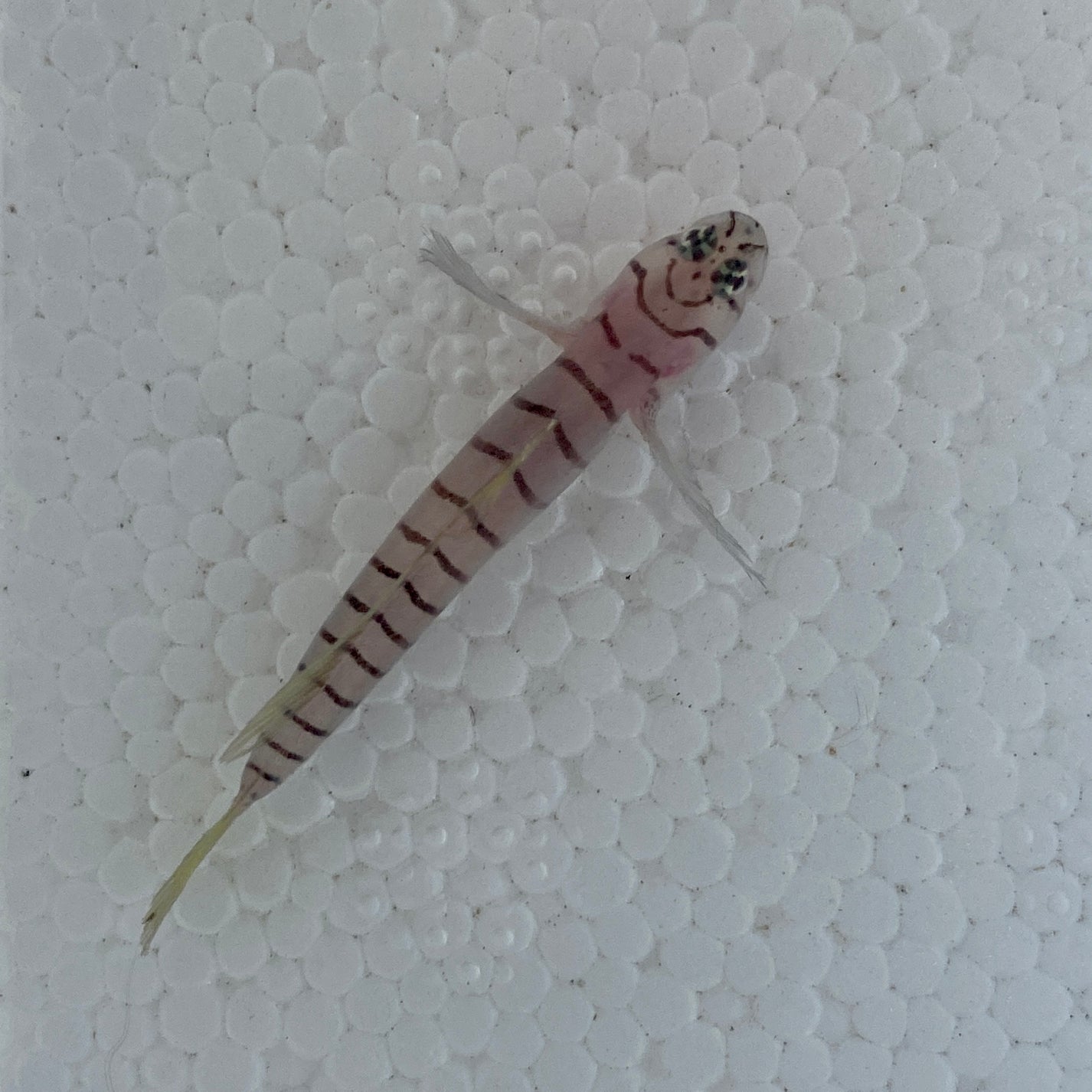 TBS Tiger Goby - TBS farm – Tampa Bay Saltwater