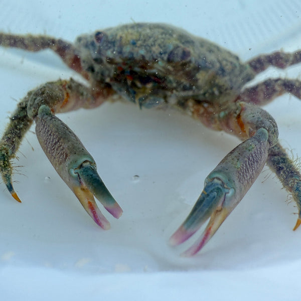 Shaggy Clinging Crab - TBS farm – Tampa Bay Saltwater