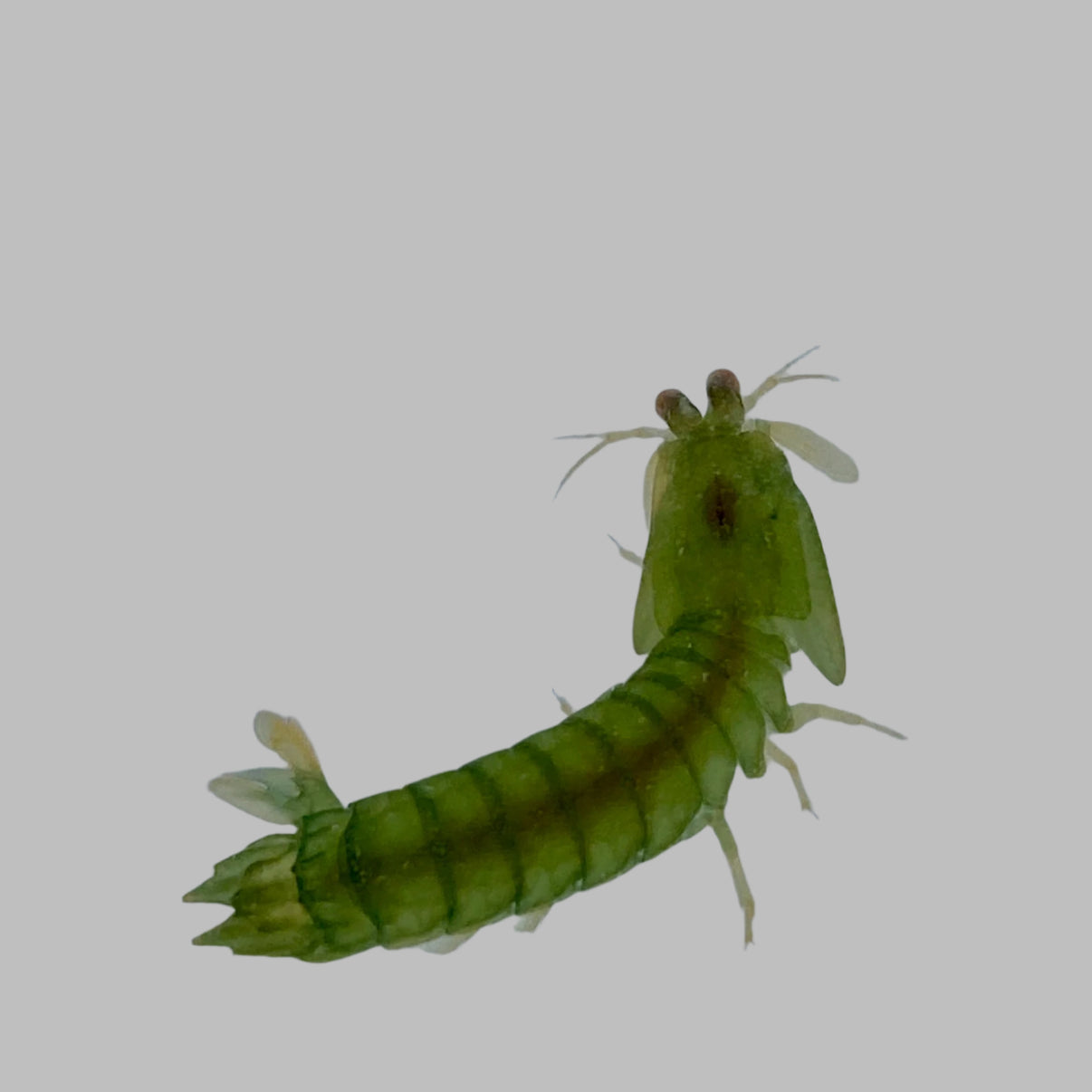 Florida Mantis Shrimp - TBS farm – Tampa Bay Saltwater