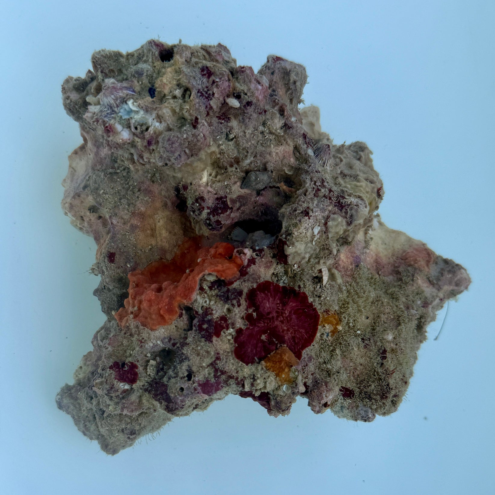 Nano Premium Live Rock - Air Cargo – Tampa Bay Saltwater