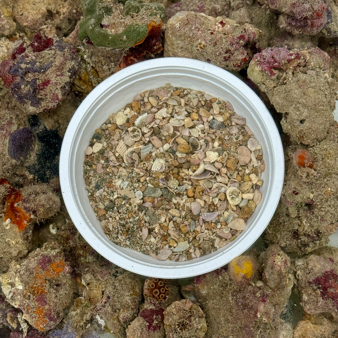 Original TBS Package - Air Cargo – Tampa Bay Saltwater