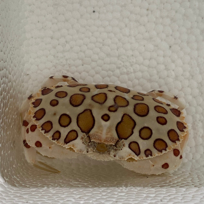 Calico Crab - TBS farm – Tampa Bay Saltwater