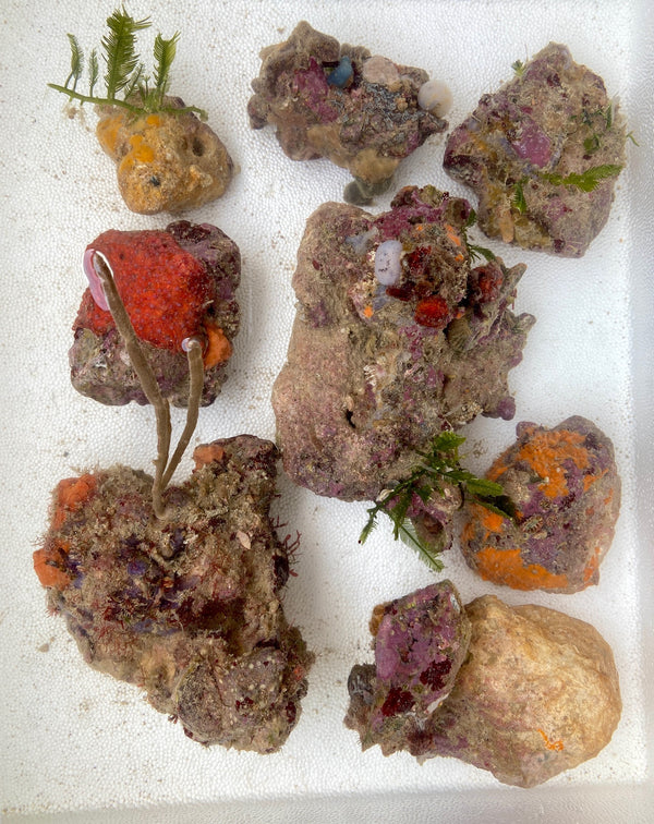 Nano Premium Live Rock - Air Cargo – Tampa Bay Saltwater