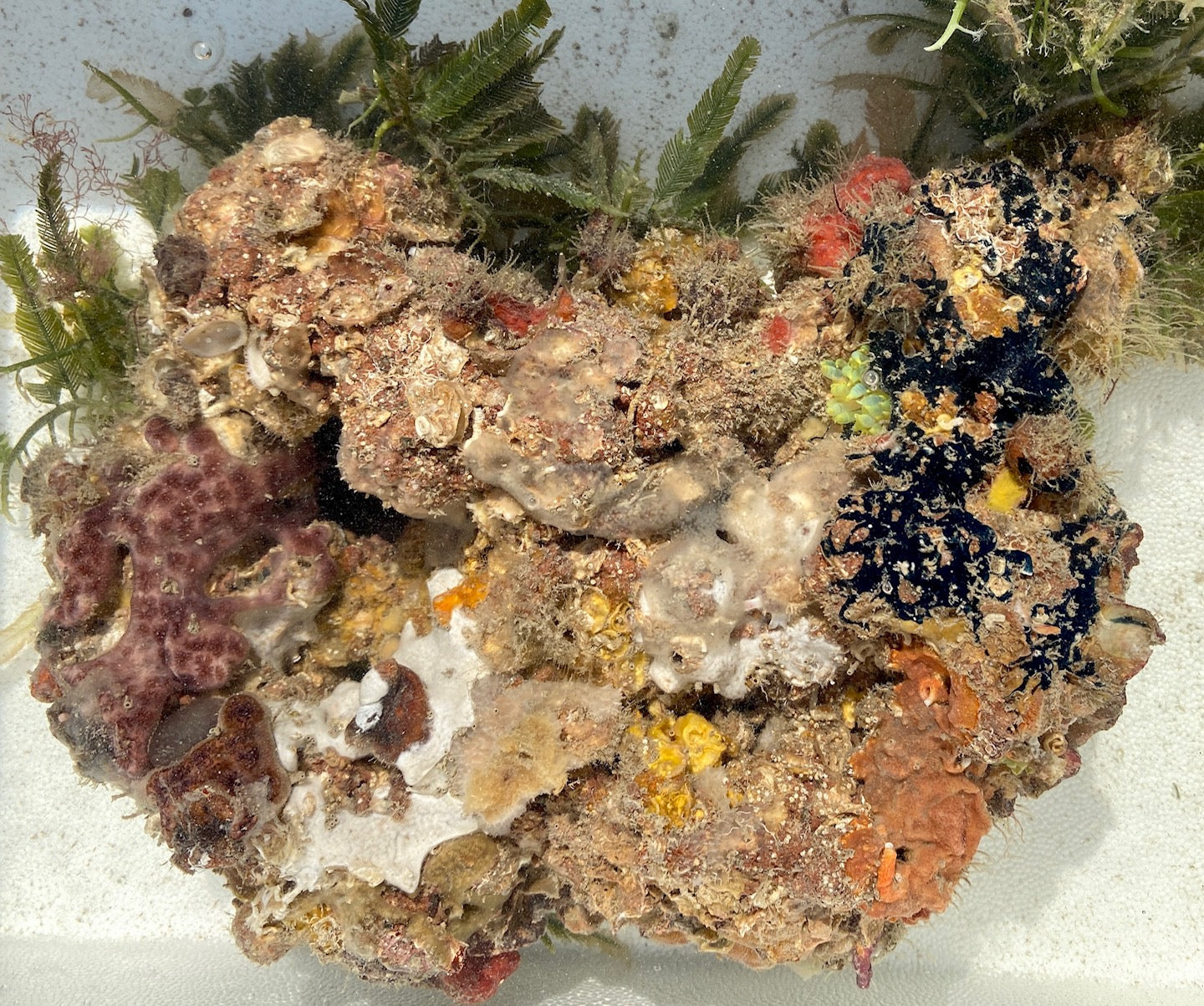 Rubble Rock – Tampa Bay Saltwater