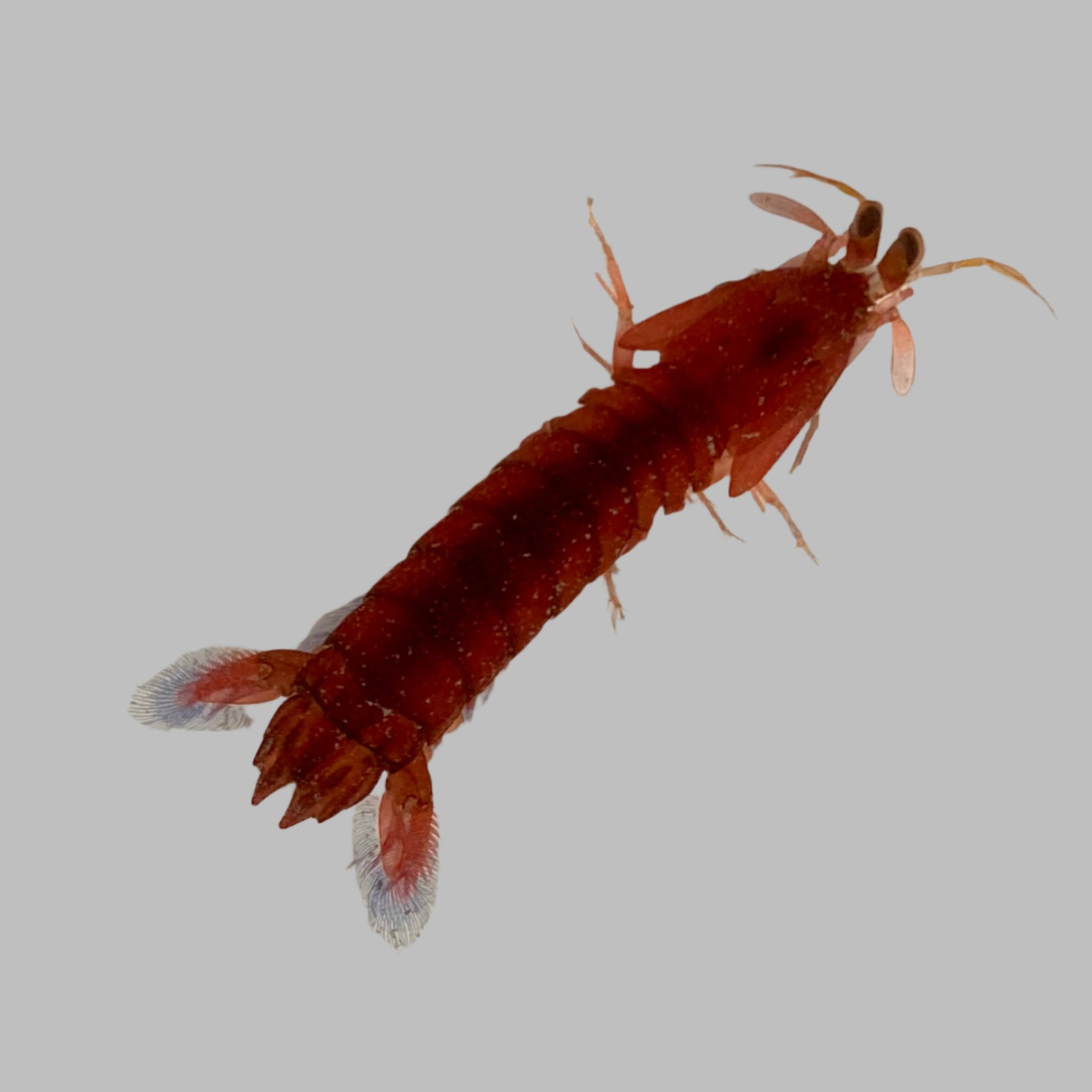 Florida Mantis Shrimp - TBS farm – Tampa Bay Saltwater