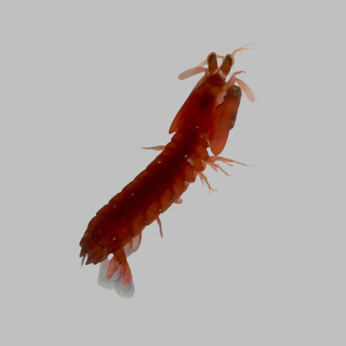 Florida Mantis Shrimp - TBS farm – Tampa Bay Saltwater