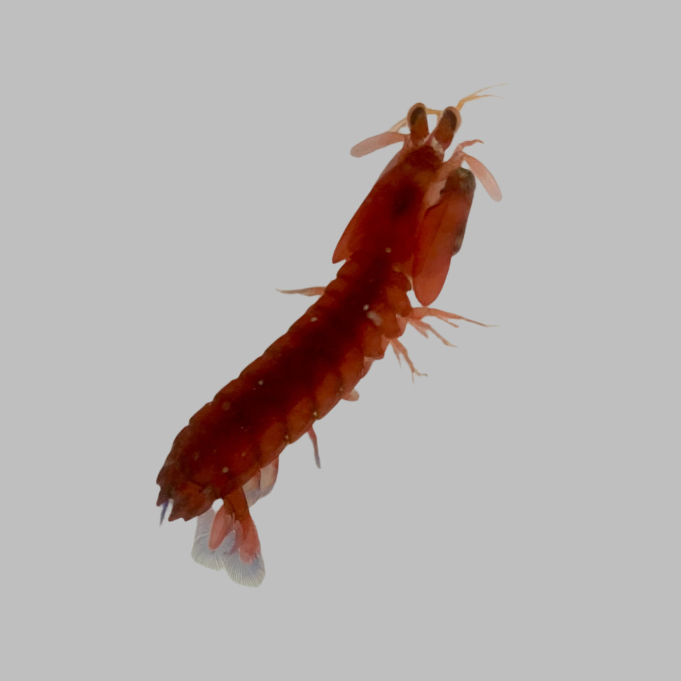 Florida Mantis Shrimp - TBS farm – Tampa Bay Saltwater