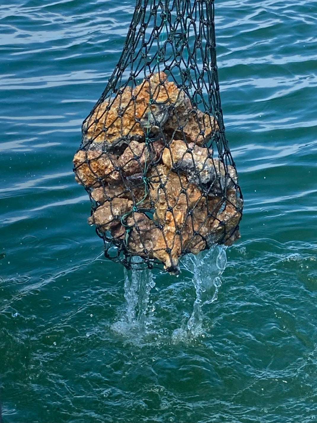 Sand Box - 20 pounds ultra live sand – Tampa Bay Saltwater