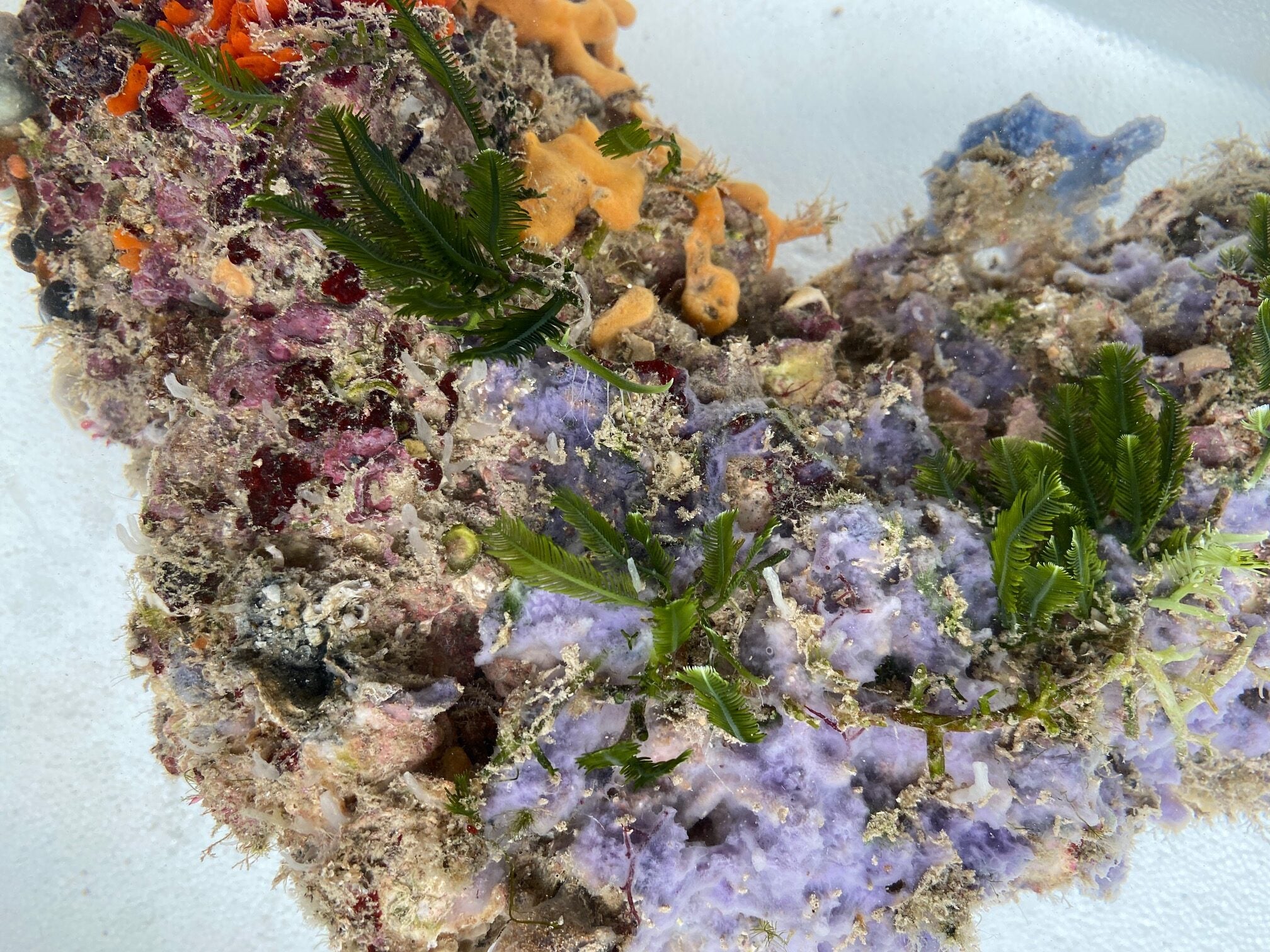 Tampa Bay Saltwater - America's #1 Live Rock for Reef Aquariums