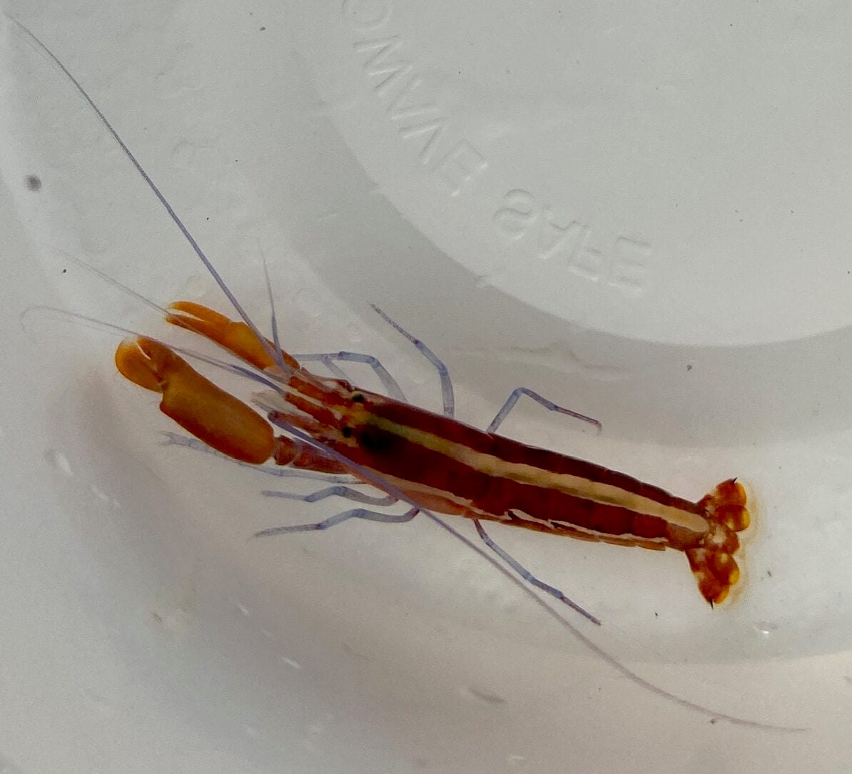 Florida Striped Pistol Shrimp - TBS farm – Tampa Bay Saltwater