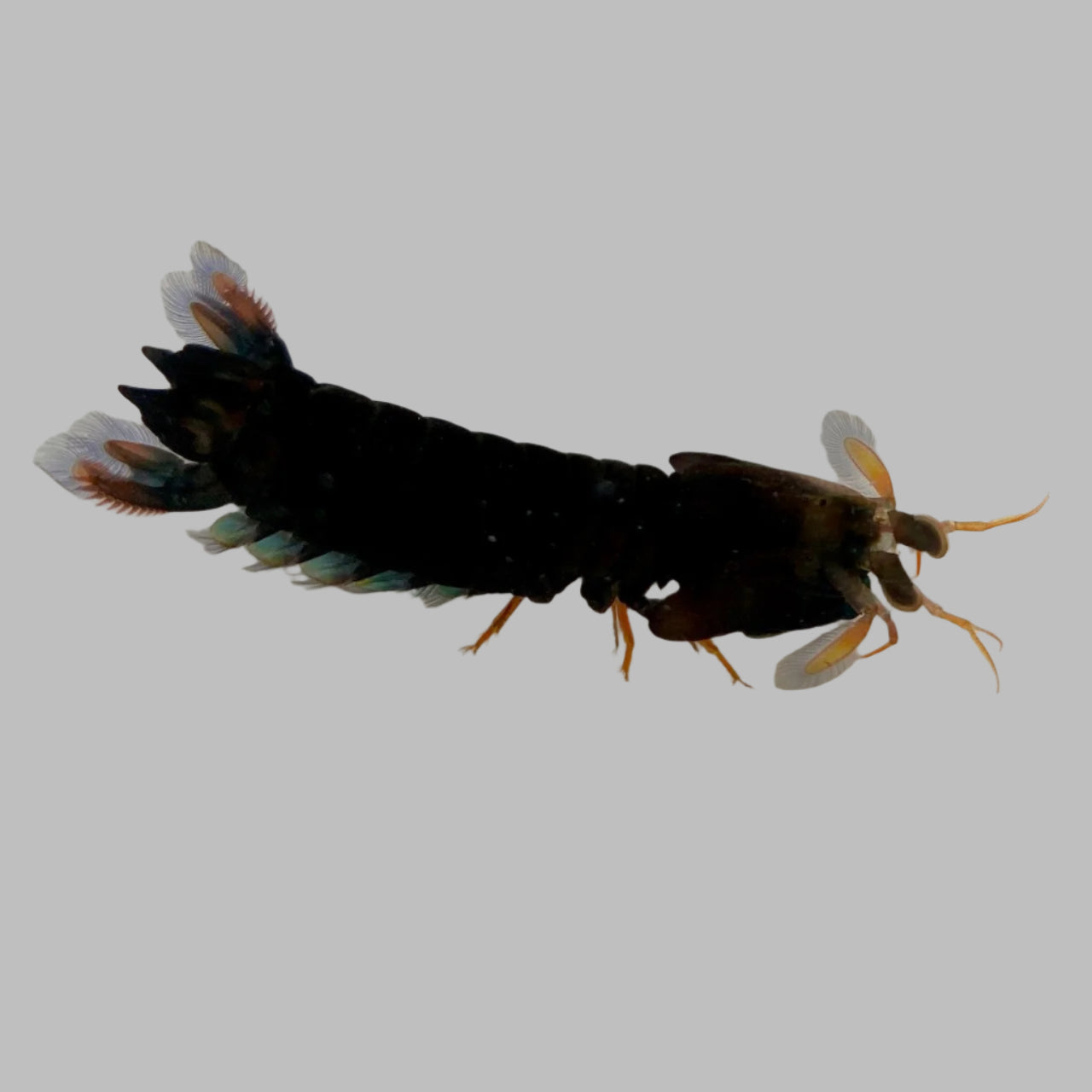 Florida Mantis Shrimp - TBS farm – Tampa Bay Saltwater