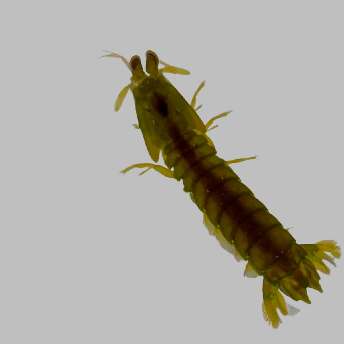 Florida Mantis Shrimp - TBS farm – Tampa Bay Saltwater