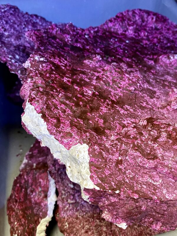 Ocean Harvested Live Rock – Tampa Bay Saltwater