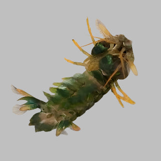 Florida Mantis Shrimp - TBS farm – Tampa Bay Saltwater