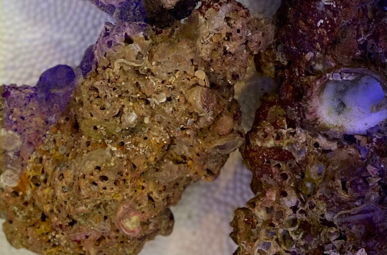 Ocean Harvested Live Rock – Tampa Bay Saltwater