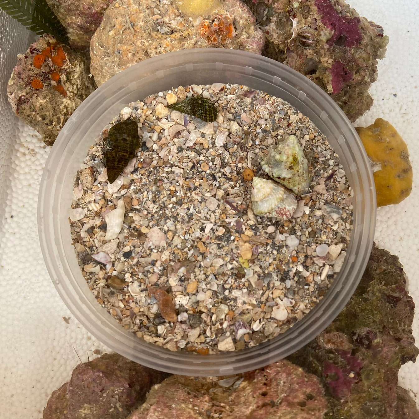 TBS Pico Package – Tampa Bay Saltwater