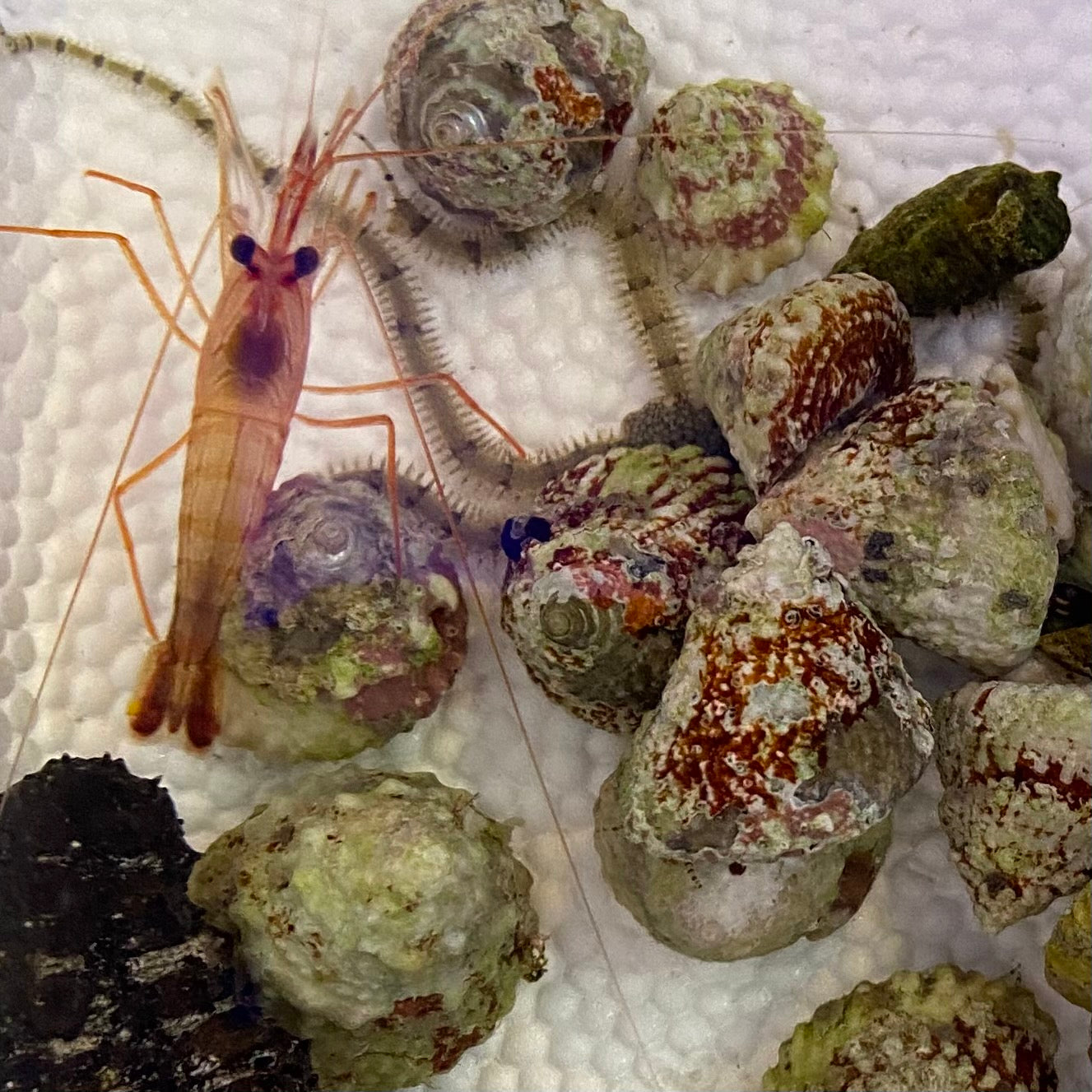 Critter Getter 50 – Tampa Bay Saltwater