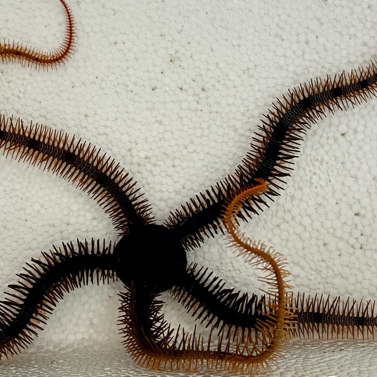 Florida Brittle Starfish – Tampa Bay Saltwater