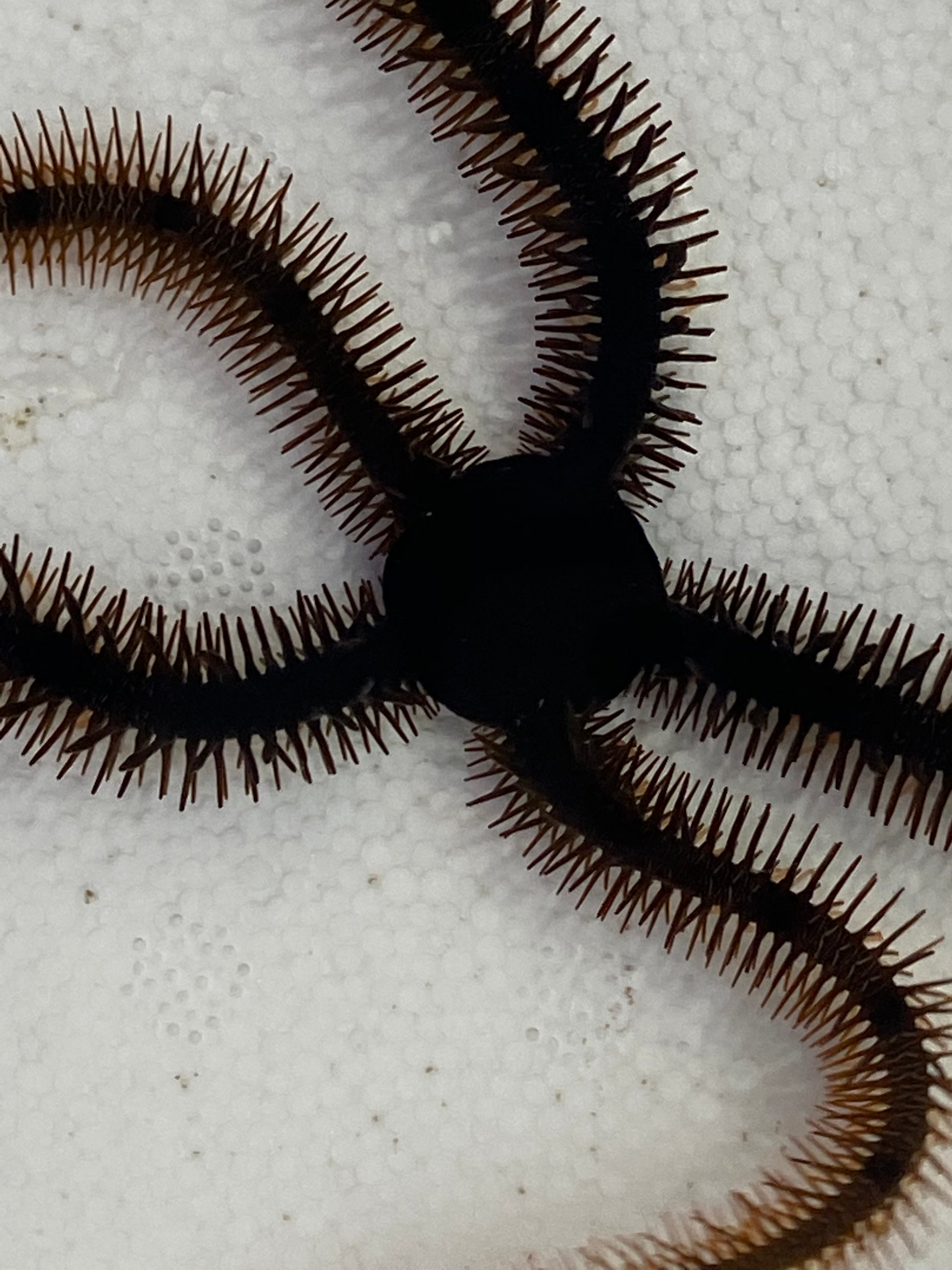Florida Brittle Starfish – Tampa Bay Saltwater