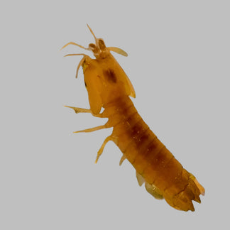 Florida Mantis Shrimp - TBS farm – Tampa Bay Saltwater