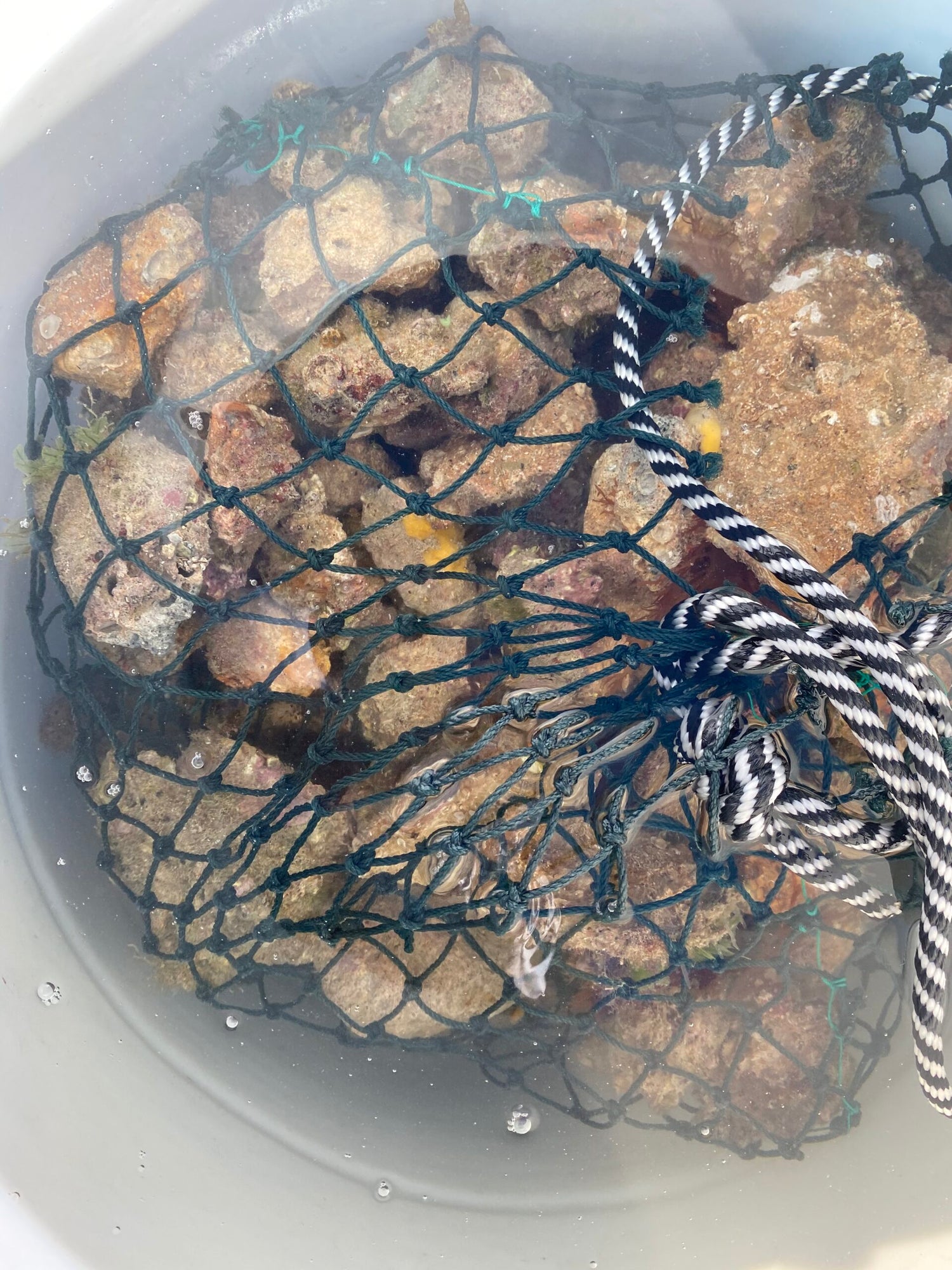 Tampa Bay Saltwater - America's #1 Live Rock for Reef Aquariums