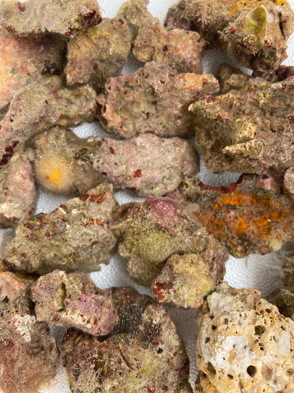Rubble Rox - 5 pounds Rubble Rock – Tampa Bay Saltwater