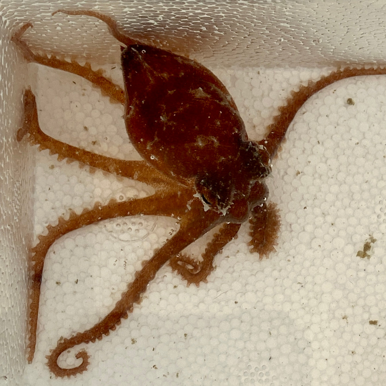 Dwarf Octopus - TBS farm – Tampa Bay Saltwater