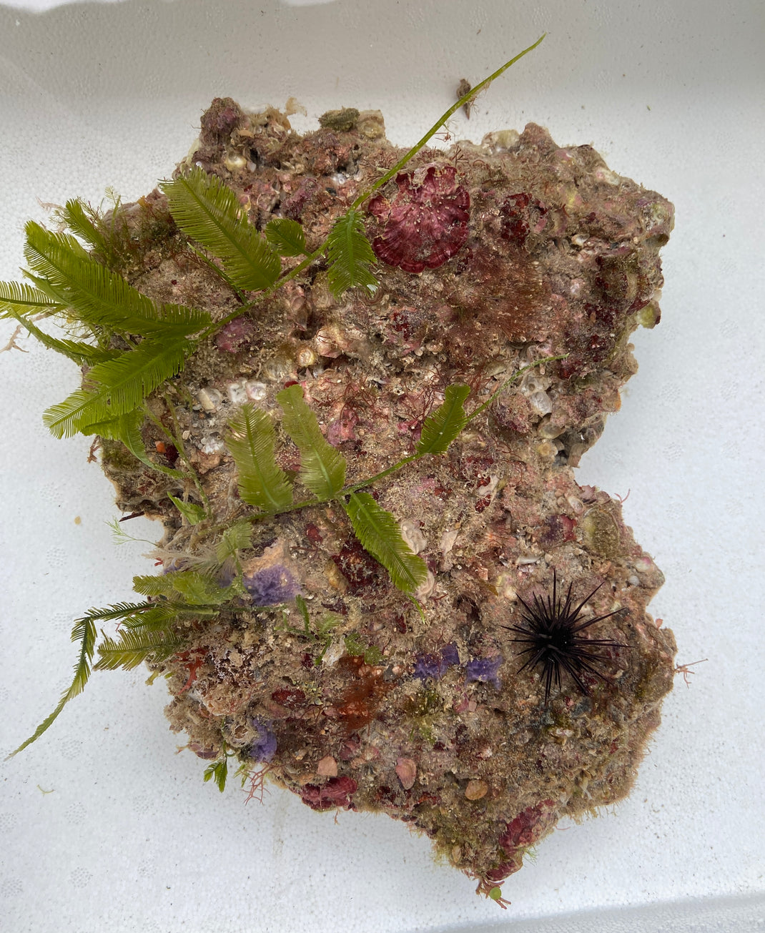 Ocean Harvested Live Rock – Tampa Bay Saltwater