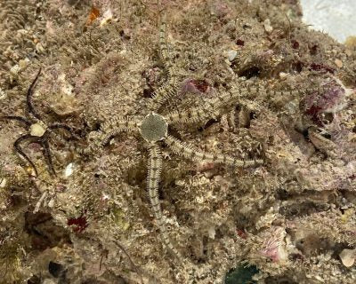 Florida Serpent Starfish - TBS farm – Tampa Bay Saltwater