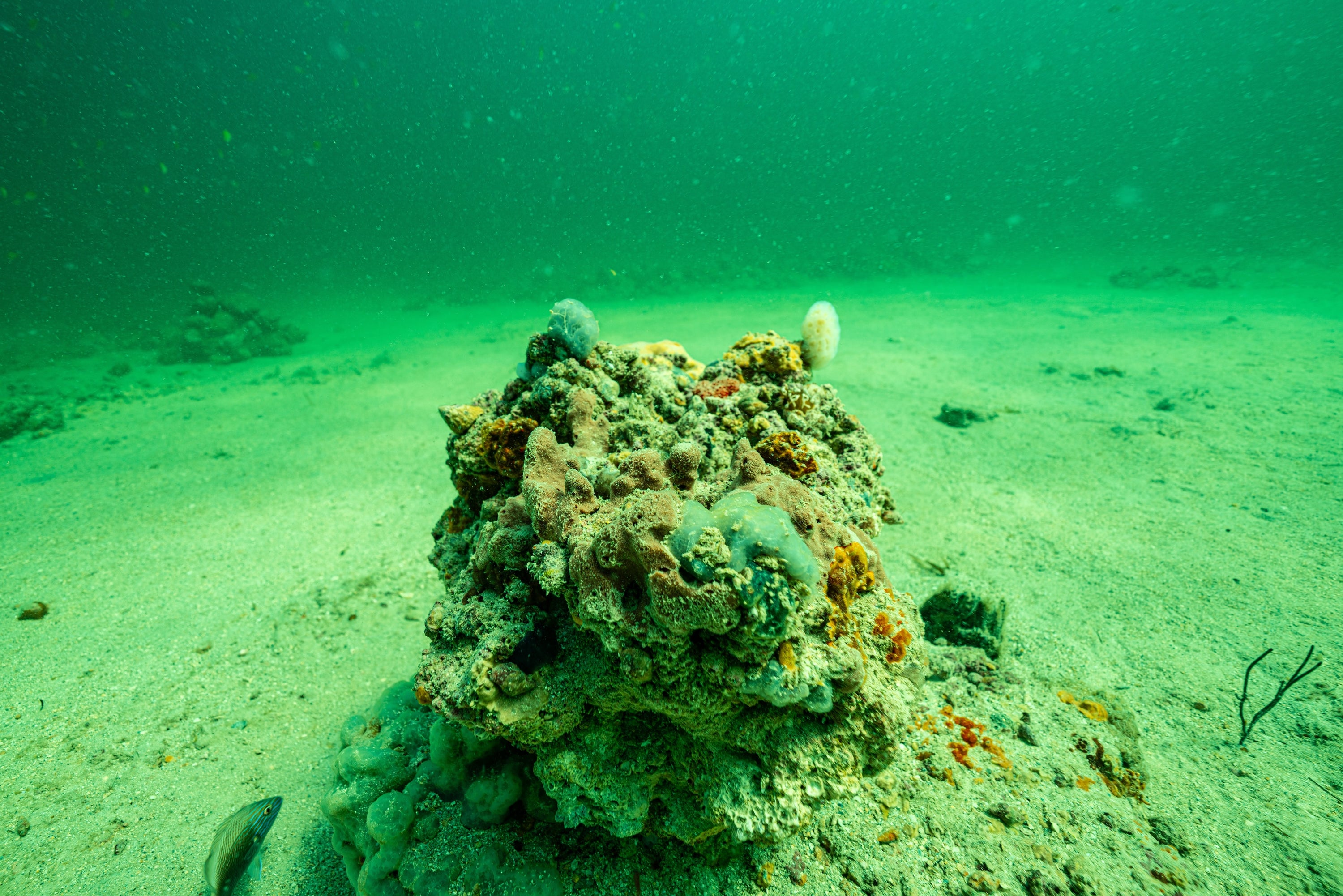 Tampa Bay Saltwater - America's #1 Live Rock for Reef Aquariums