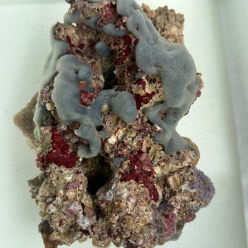 Ocean Harvested Live Rock – Tampa Bay Saltwater