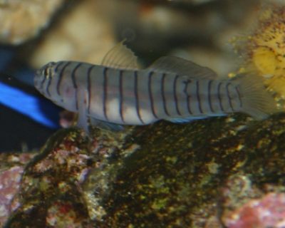 TBS Package Lite - Air Cargo – Tampa Bay Saltwater